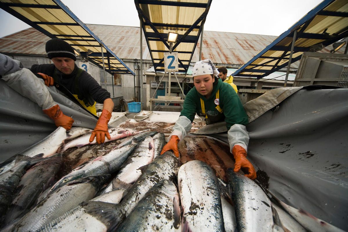 Spotlight: Arctic - Oceans Futures - WWF | WWF / Oceans Futures