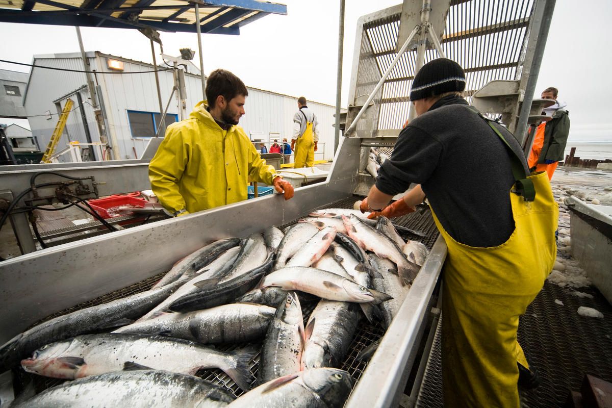 Spotlight: Arctic - Oceans Futures - WWF | WWF / Oceans Futures