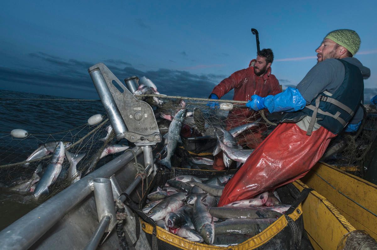 Spotlight: Arctic - Oceans Futures - WWF | WWF / Oceans Futures